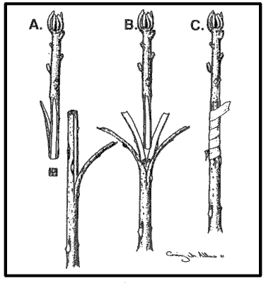 FOUR-FLAP GRAFTING OF THE MAMEY